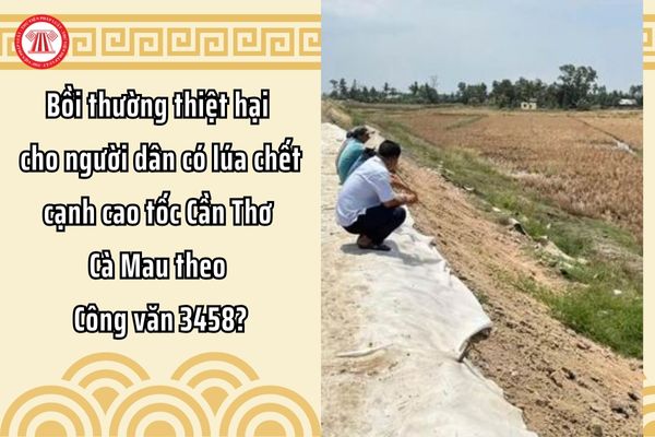 Bồi thường thiệt hại cho người dân có lúa chết cạnh cao tốc Cần Thơ Cà ...